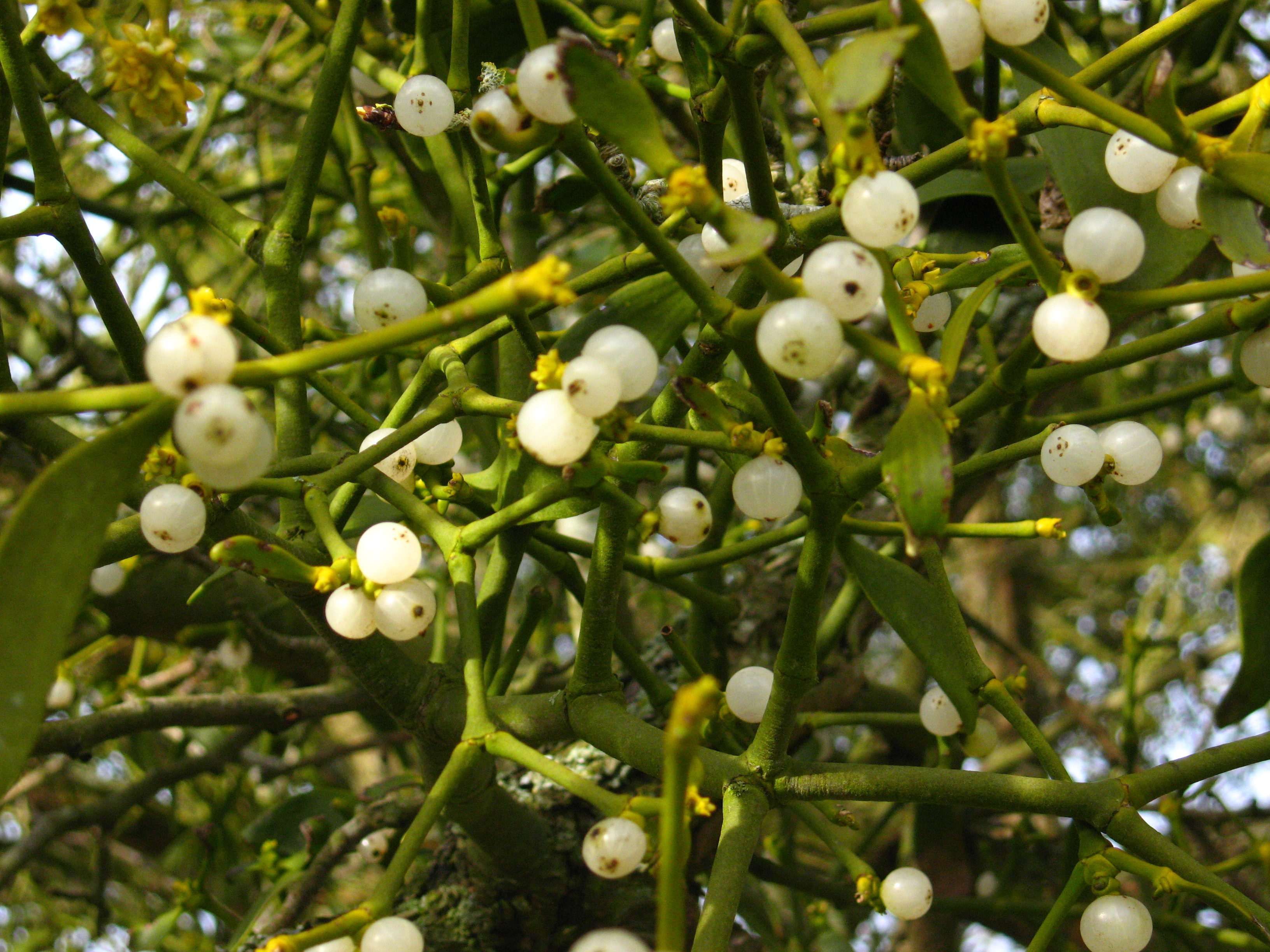 Mistletoe: What's 'Up' With That?
